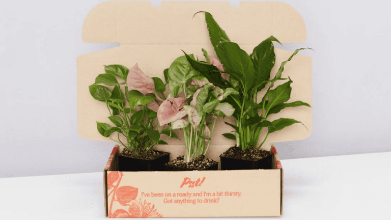 How to Ship Live Plants Safely: Packaging Tips & Couriers